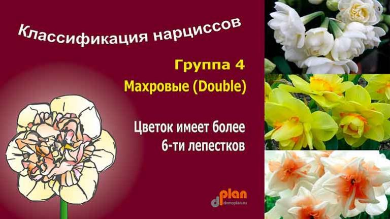 Нарциссы махровые